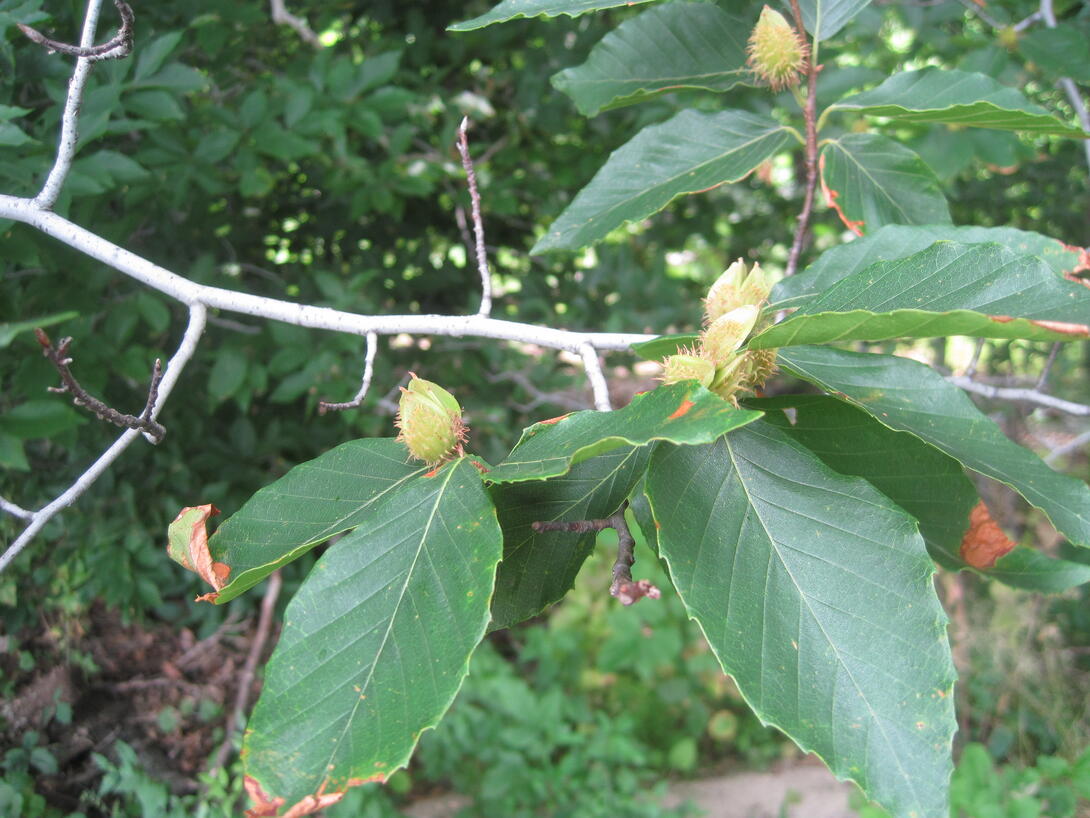 American Beech | CMP Tree Selection Tool